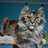 Иконка канала Мейн кун / Крым / Maine Coon / Crimea