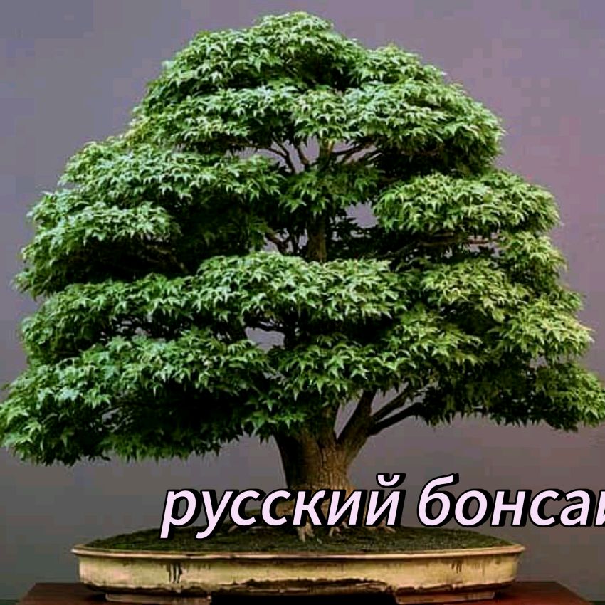 Иконка канала русский бонсай