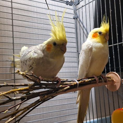 Иконка канала Кореллы