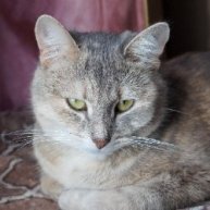 Иконка канала ДиНастия Хель