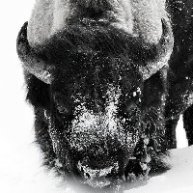 Иконка канала ailef