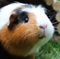 Иконка канала Морской Свин