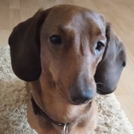 Иконка канала Собака в семье