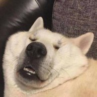 Иконка канала Котовторник и Собакочетверг