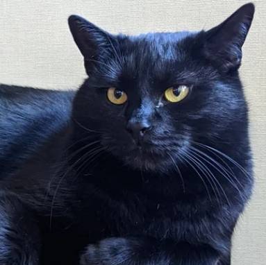 Иконка канала Кошка