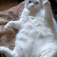 Иконка канала Алиса & Ко°