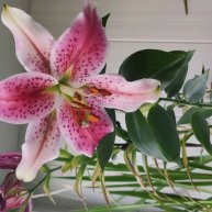 Иконка канала Жизнь и животные.