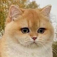 Иконка канала channel27786506