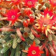 Иконка канала Игорь Белов