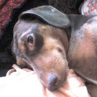 Иконка канала Что лучше одной таксы? Две таксы, три таксы? Или лучше пять?