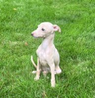 Иконка канала Одежда для собак DW