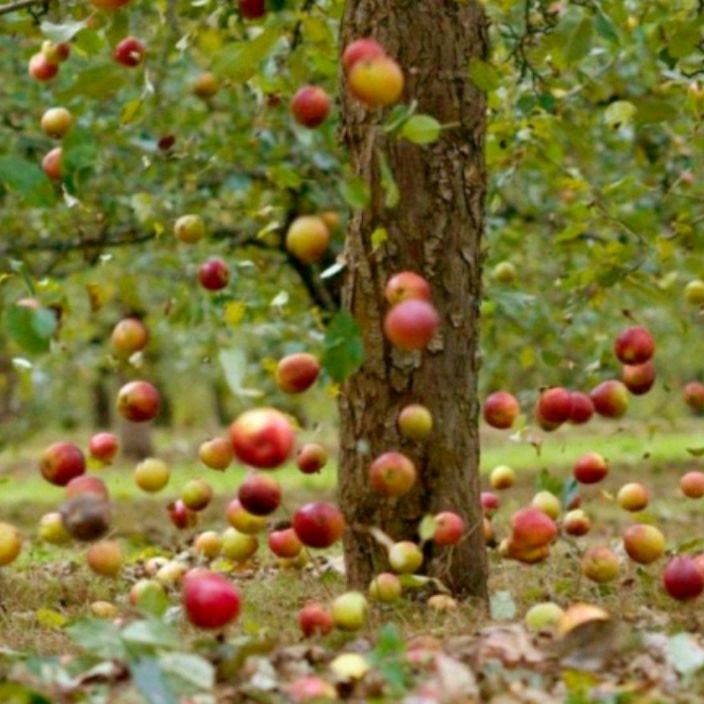 Иконка канала Яблоком по голове