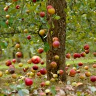 Иконка канала Яблоком по голове