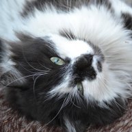 Иконка канала ЮРИЙ ГОРБУЛИН RUTUBE