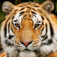 Иконка канала Варвара Ворожея ТАРО💕Гадания Онлайн