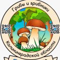 Иконка канала Грибная Банда Калининграда