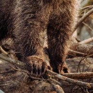 Иконка канала Дикие животные