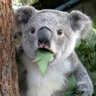 Иконка канала axis259