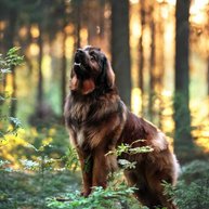 Иконка канала BERGALEON Леонбергер и Алабай