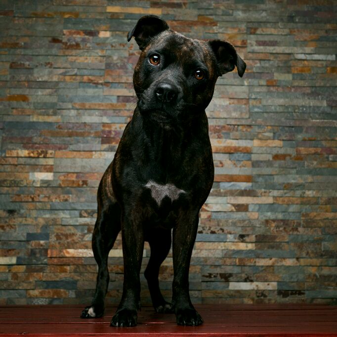 Иконка канала Александр Шопорев