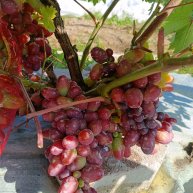 Иконка канала Виноград Подмосковья