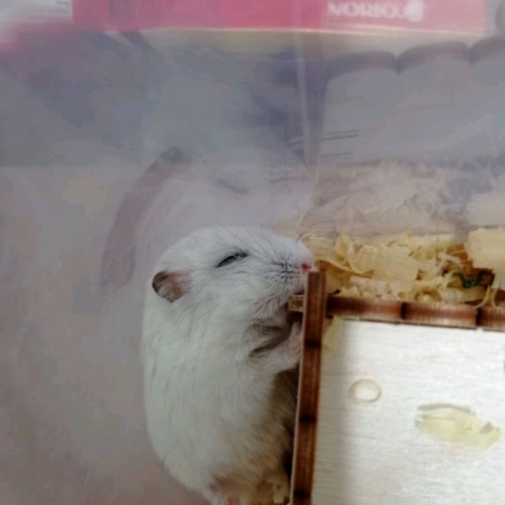 Иконка канала Nikita_Play/Games252