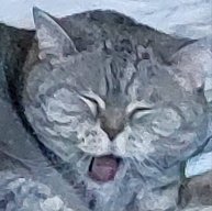 Иконка канала Home_Cat_16