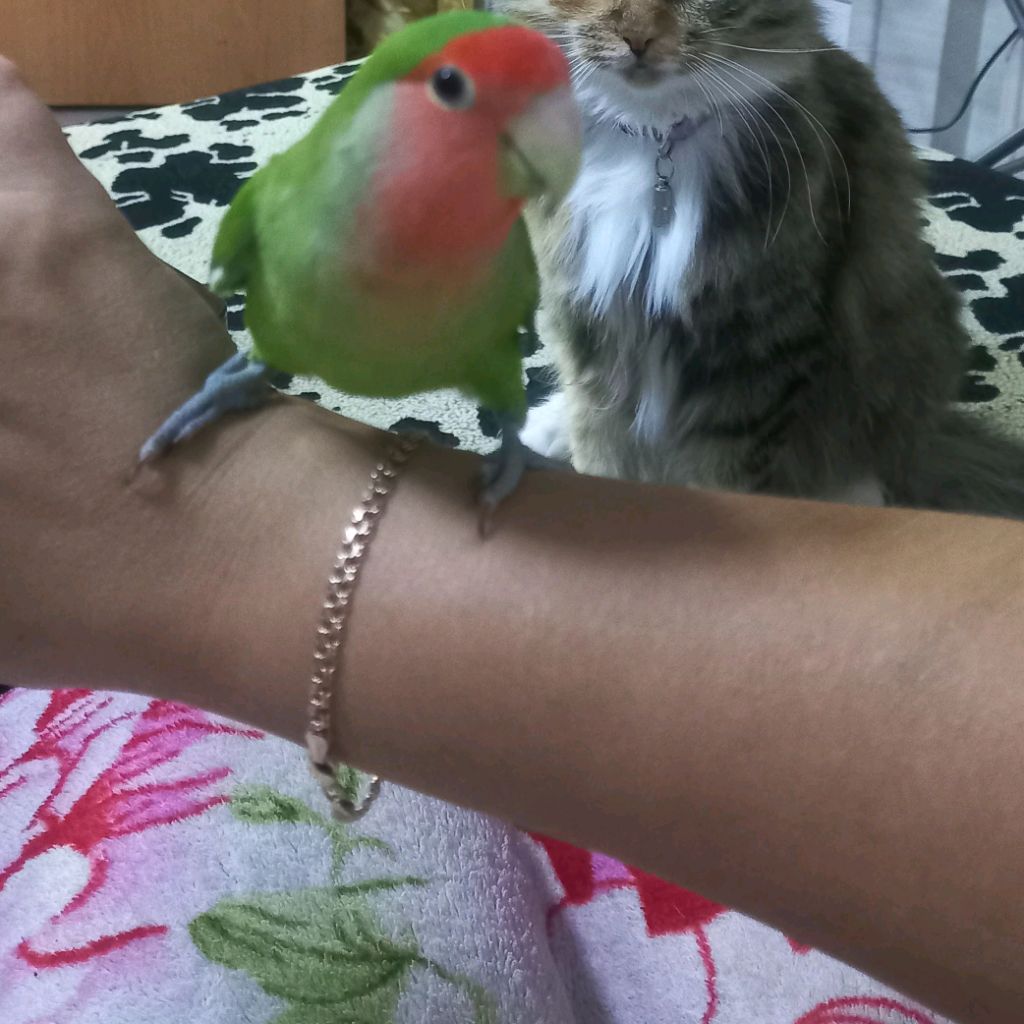 Иконка канала Бургер попугай