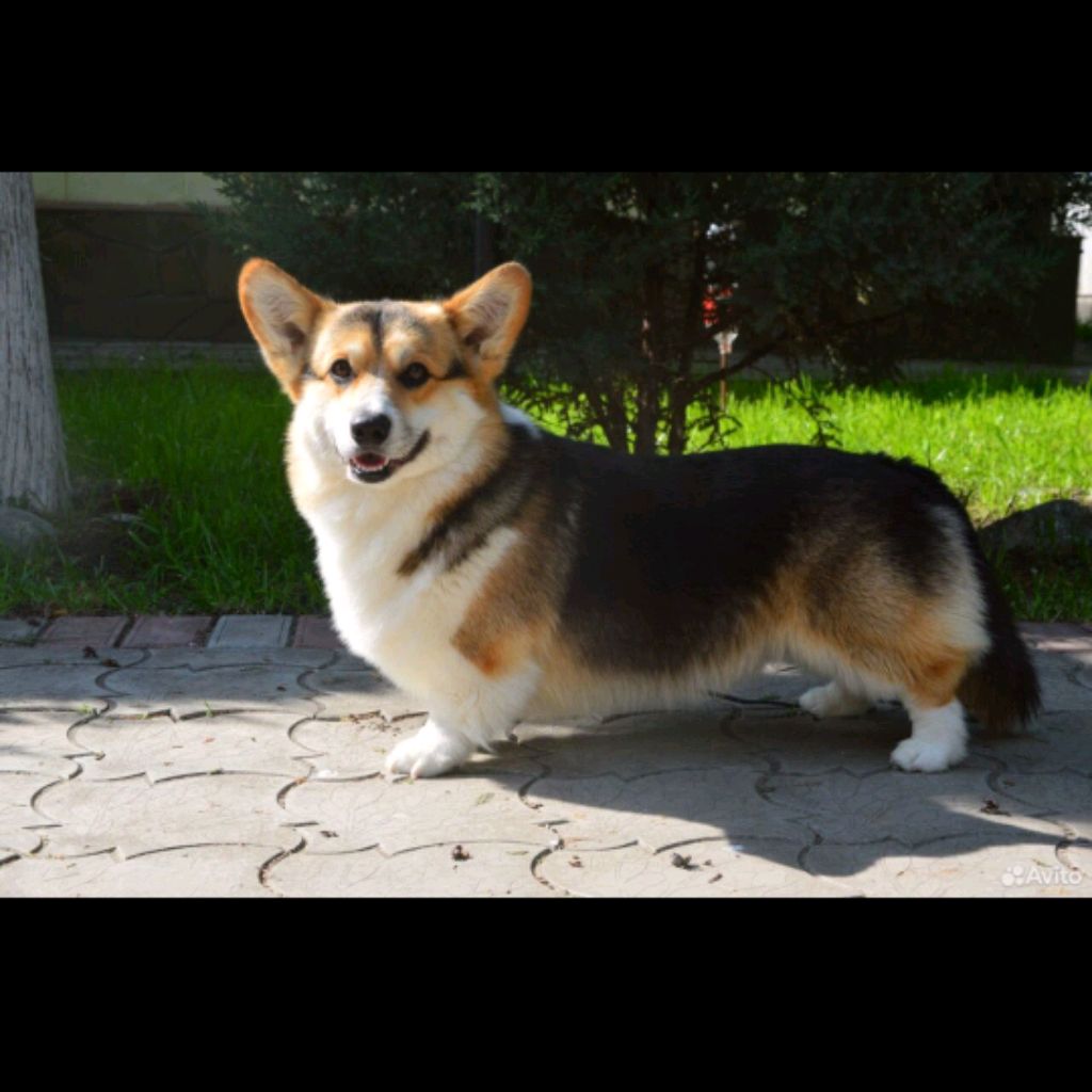 Иконка канала Питомник собак "Изумрудный Лес" РКФ