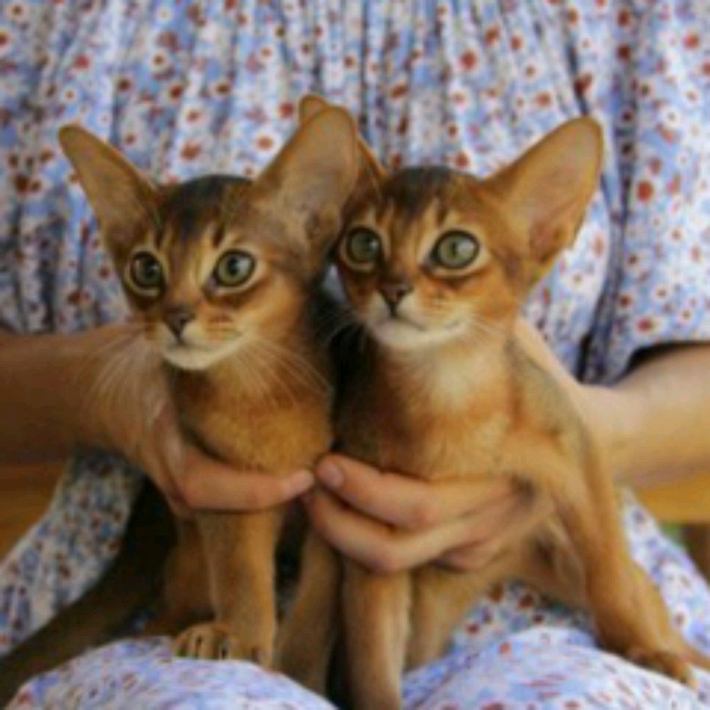 Иконка канала 💗🐈‍⬛КОТЯТА🐈💖