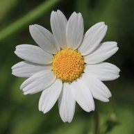 Иконка канала melisey