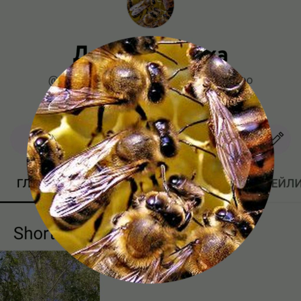 Иконка канала Дачная пасека