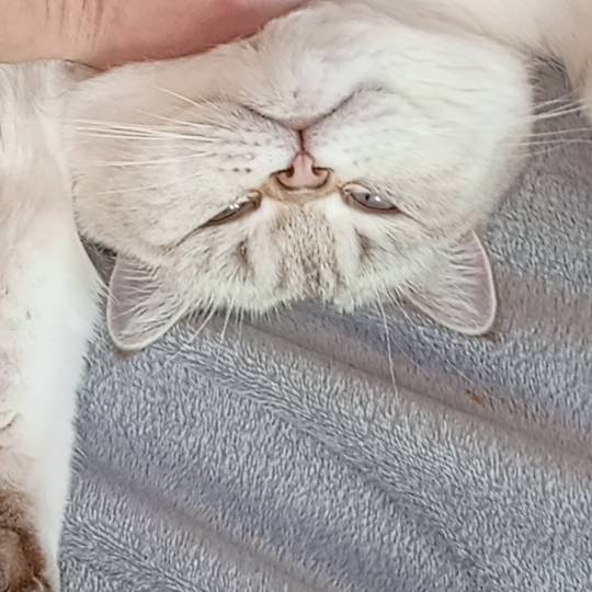 Иконка канала Cat Perseya - няшная кошка Персея