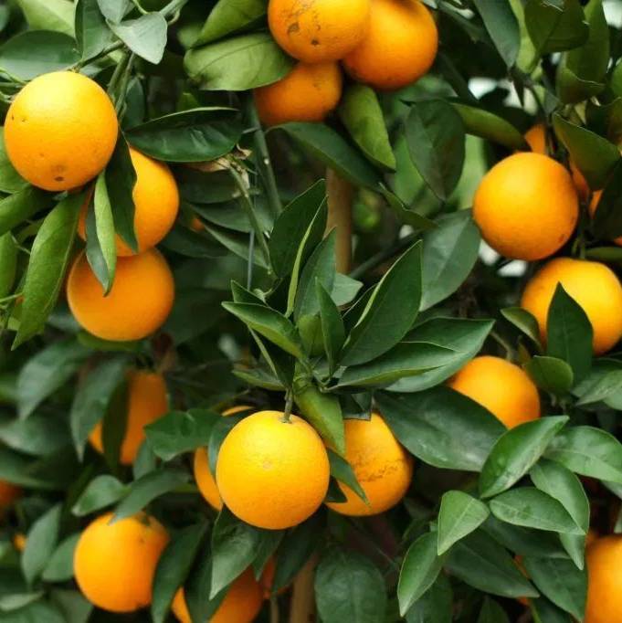 Иконка канала Palomnik