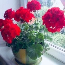 Иконка канала ХОЗЯЙКА