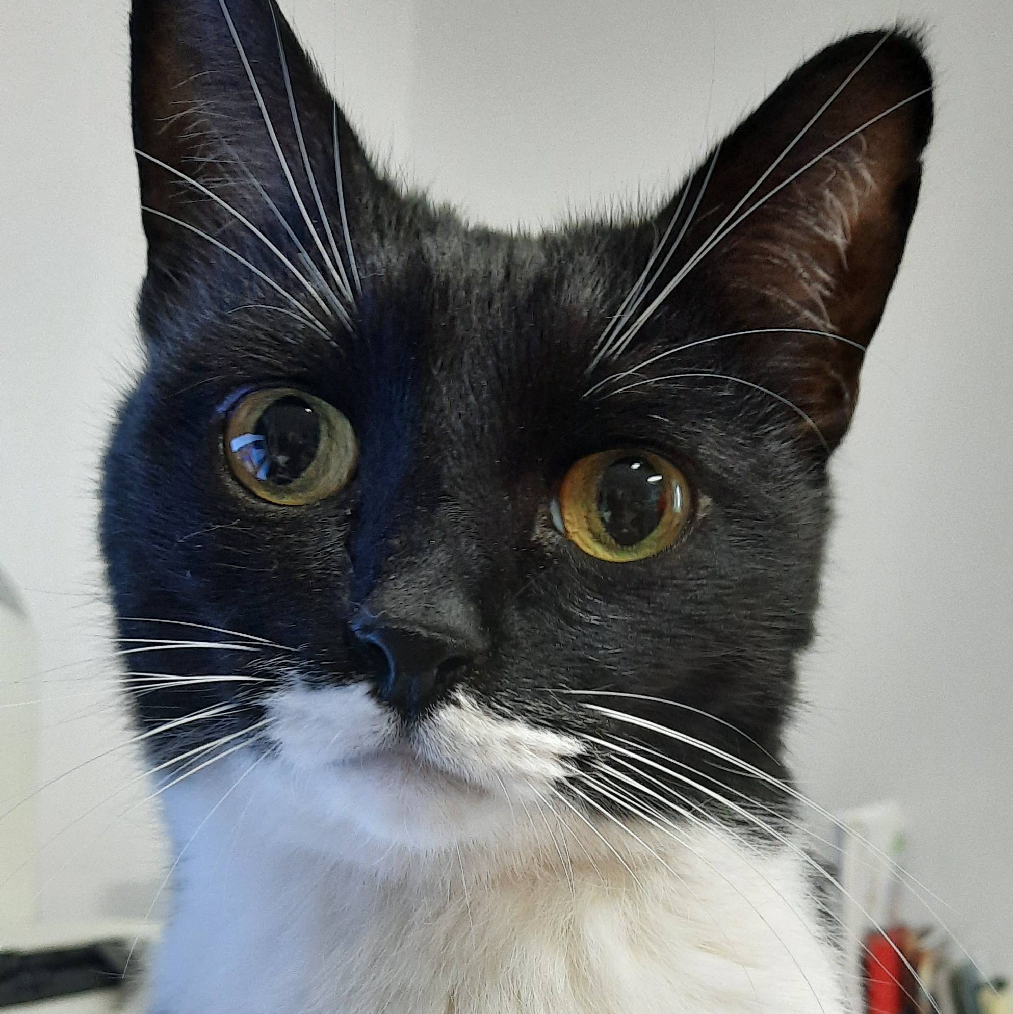 Иконка канала Artists Cat