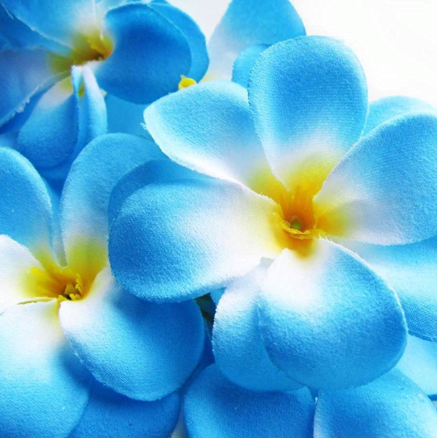 Иконка канала ЭКЗОТИКА ЦВЕТОВ?