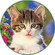 Иконка канала Cats and dogs