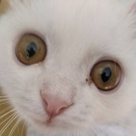 Иконка канала Дрессировка котят. Ждунчики.