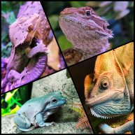 Иконка канала ZooDragon магазин экзотических животных