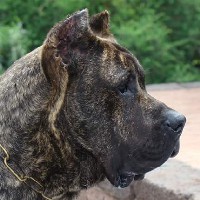 Иконка канала rutube_account_1420574