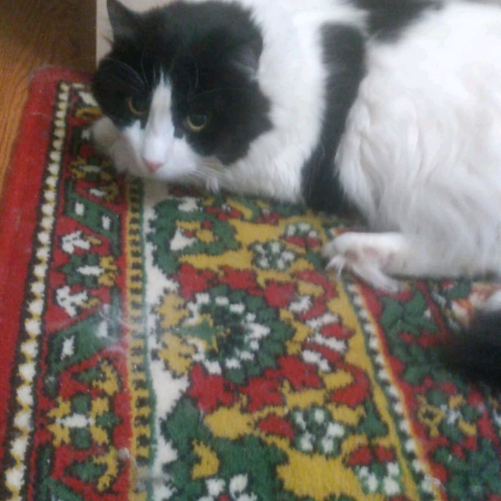 Иконка канала Cat