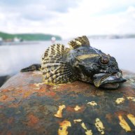 Иконка канала NeroFish-Рыбалка с охотой