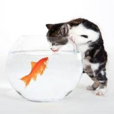 Иконка канала AkvaVit