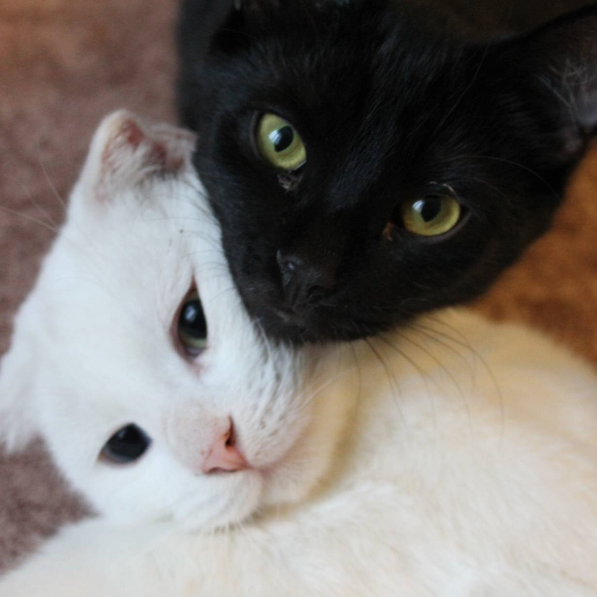 Иконка канала КОШКИН ДОМ