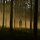 Иконка канала ЛЕСНОЙ 🌲 ДНЕВНИК