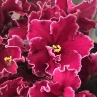 Иконка канала ФФ Цветочный домик