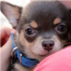 Иконка канала Chihuahua Spitz Valentra