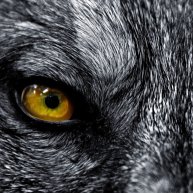 Иконка канала Серый волк норы