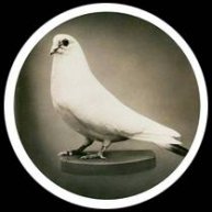 Иконка канала Tesliana - Теслиана